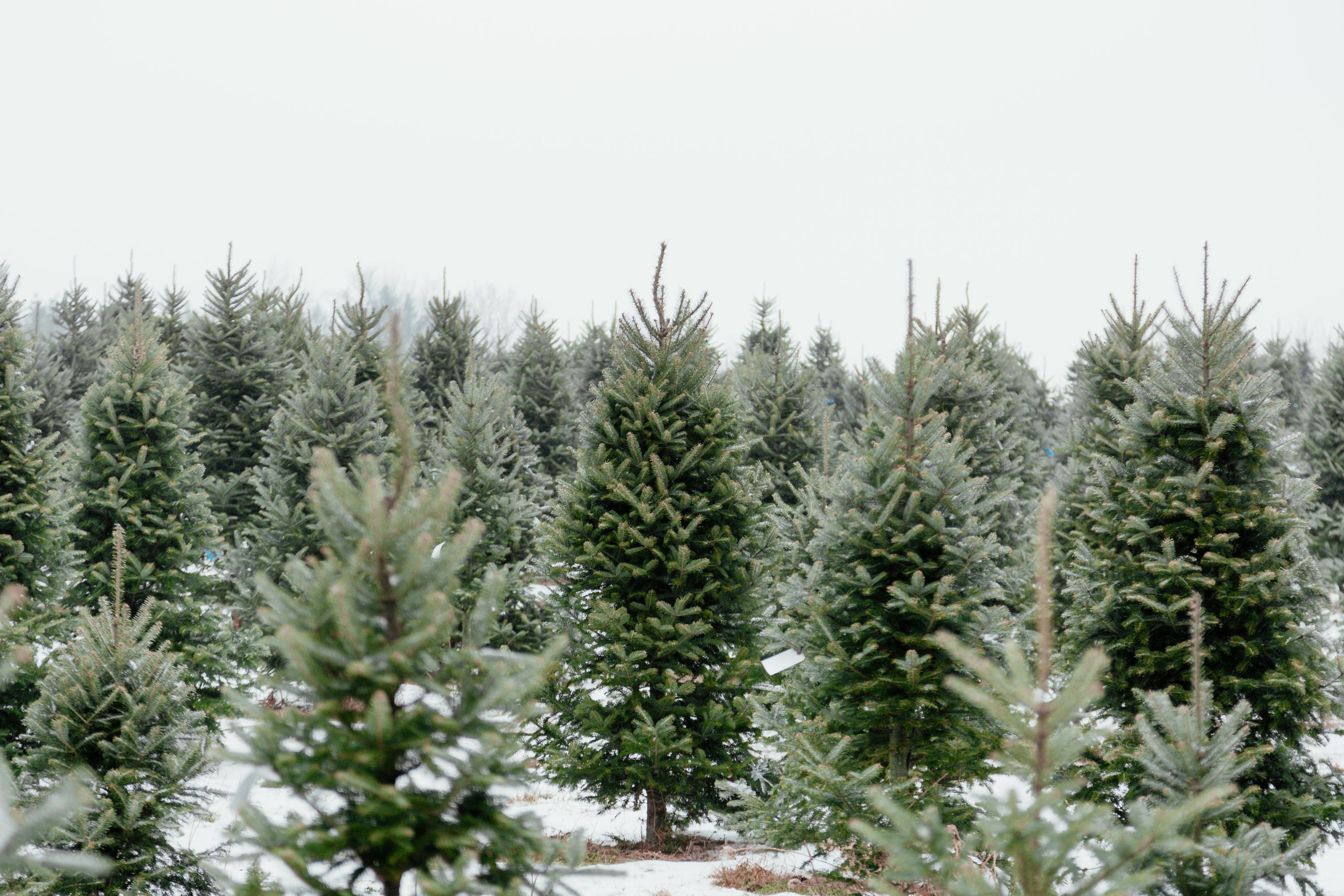 Christmas trees – Croft & Cole Christmas Trees